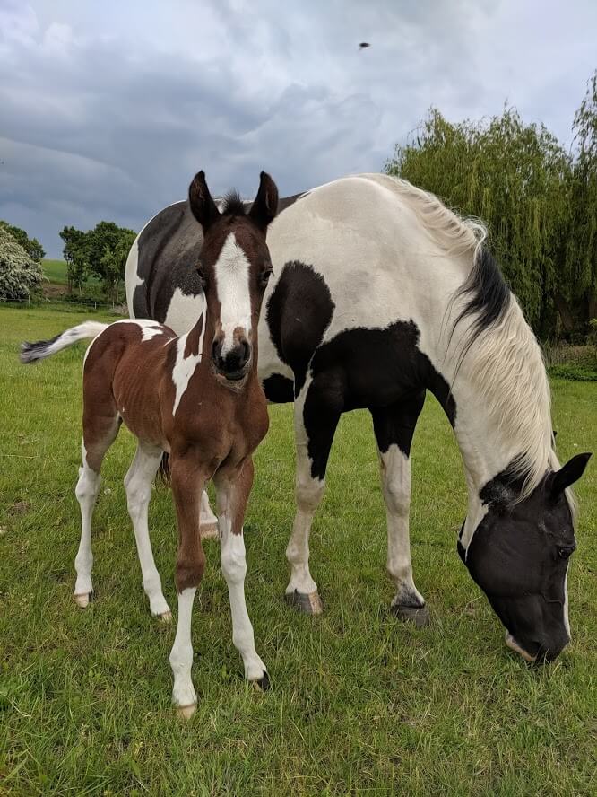 American Paint Horse kaufen: unsere Verkaufspferde